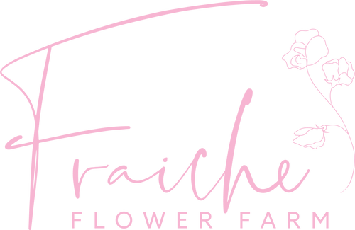 Cosmos | Colletta Pink – Fraiche Flower Farm