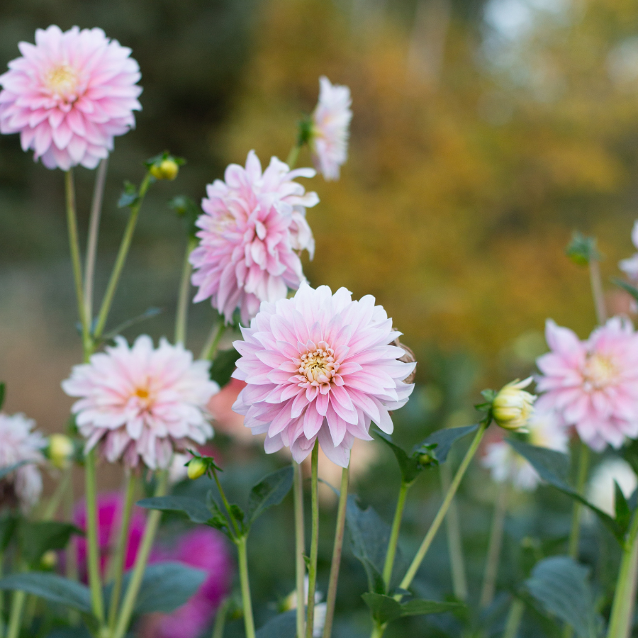 Dahlia Cuttings – Fraiche Flower Farm
