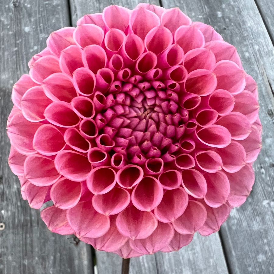 Dahlia Cuttings – Fraiche Flower Farm