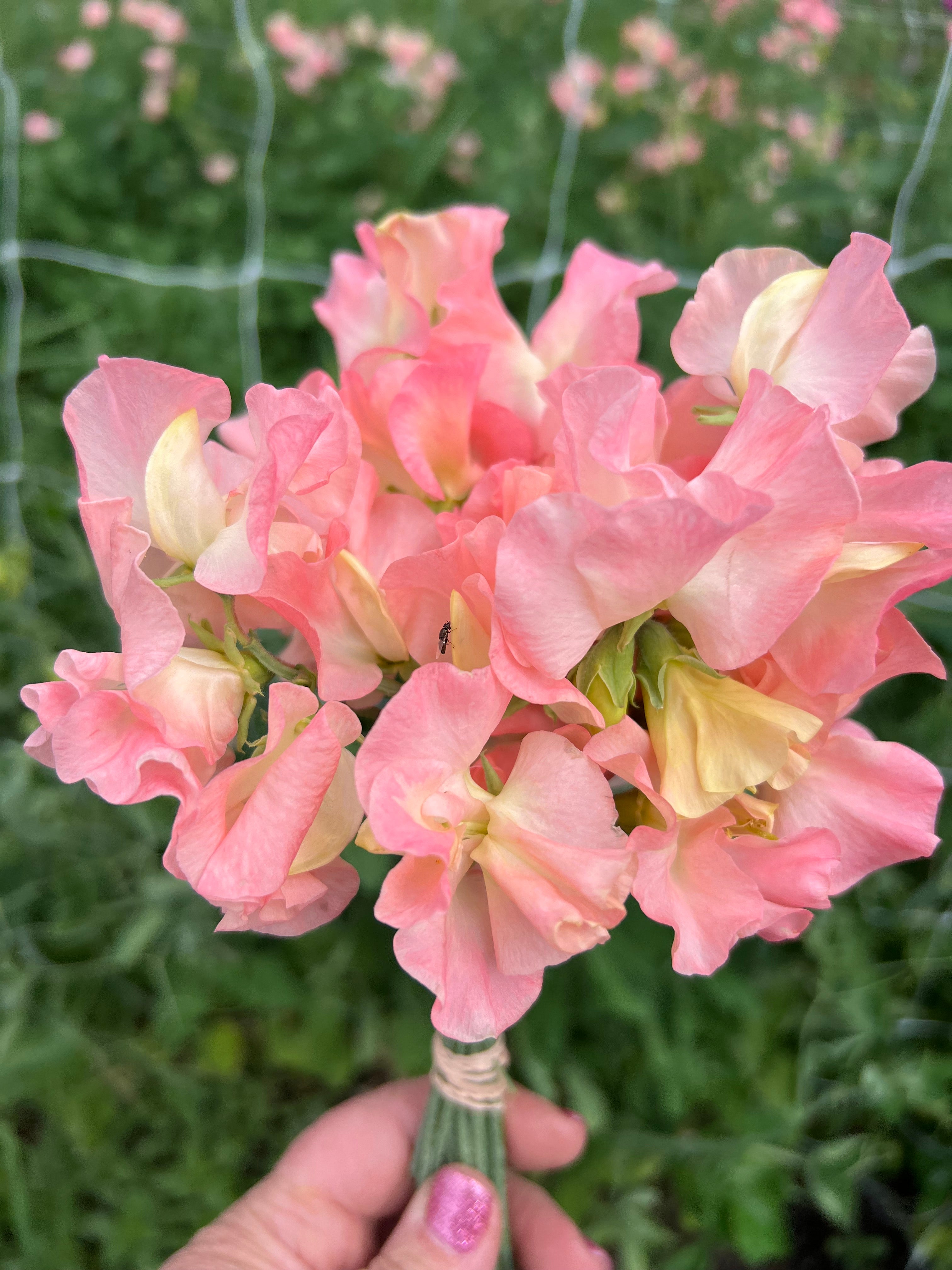 Sweet Pea | Emma – Fraiche Flower Farm