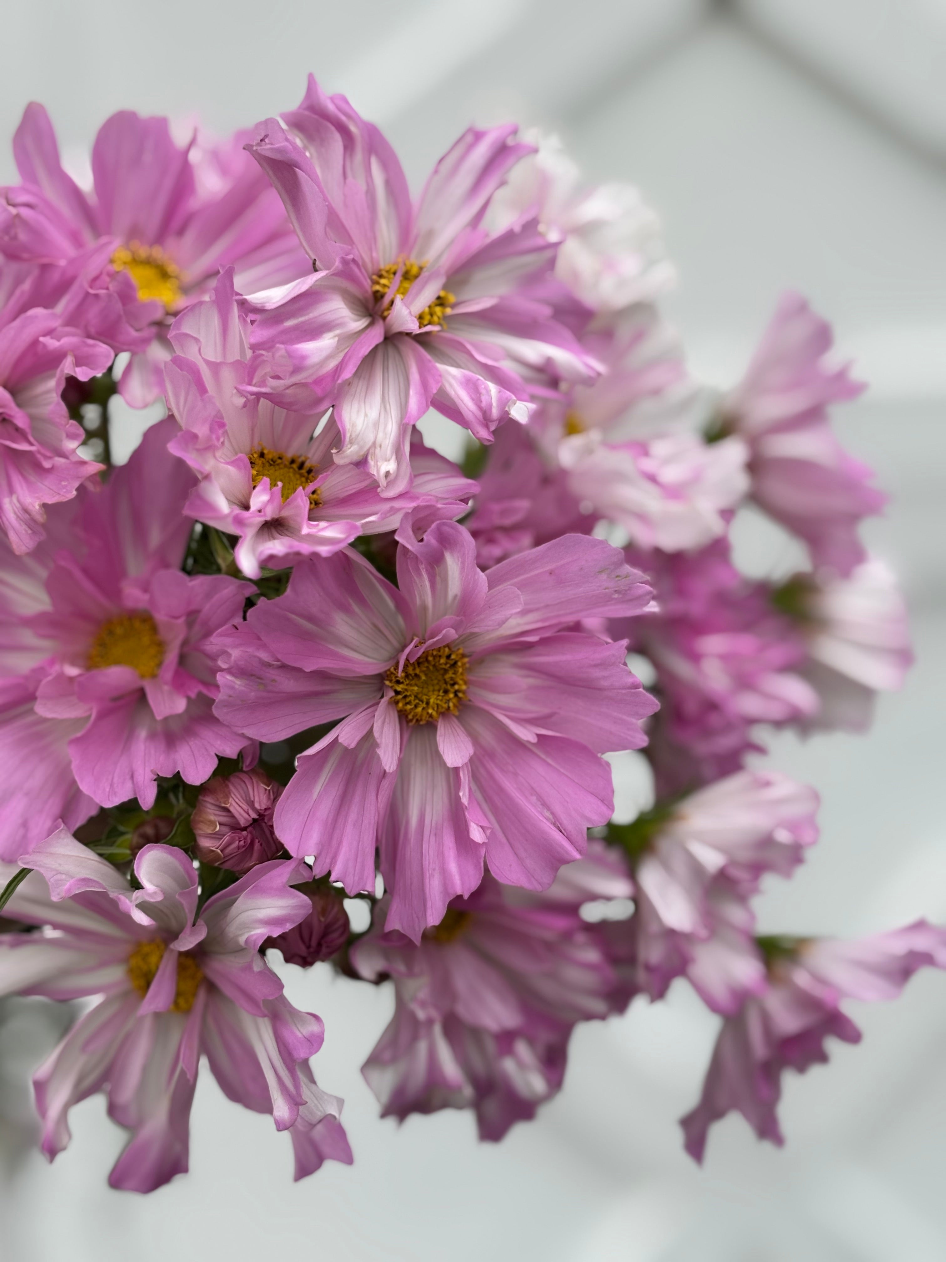 Cosmos | Colletta Pink – Fraiche Flower Farm