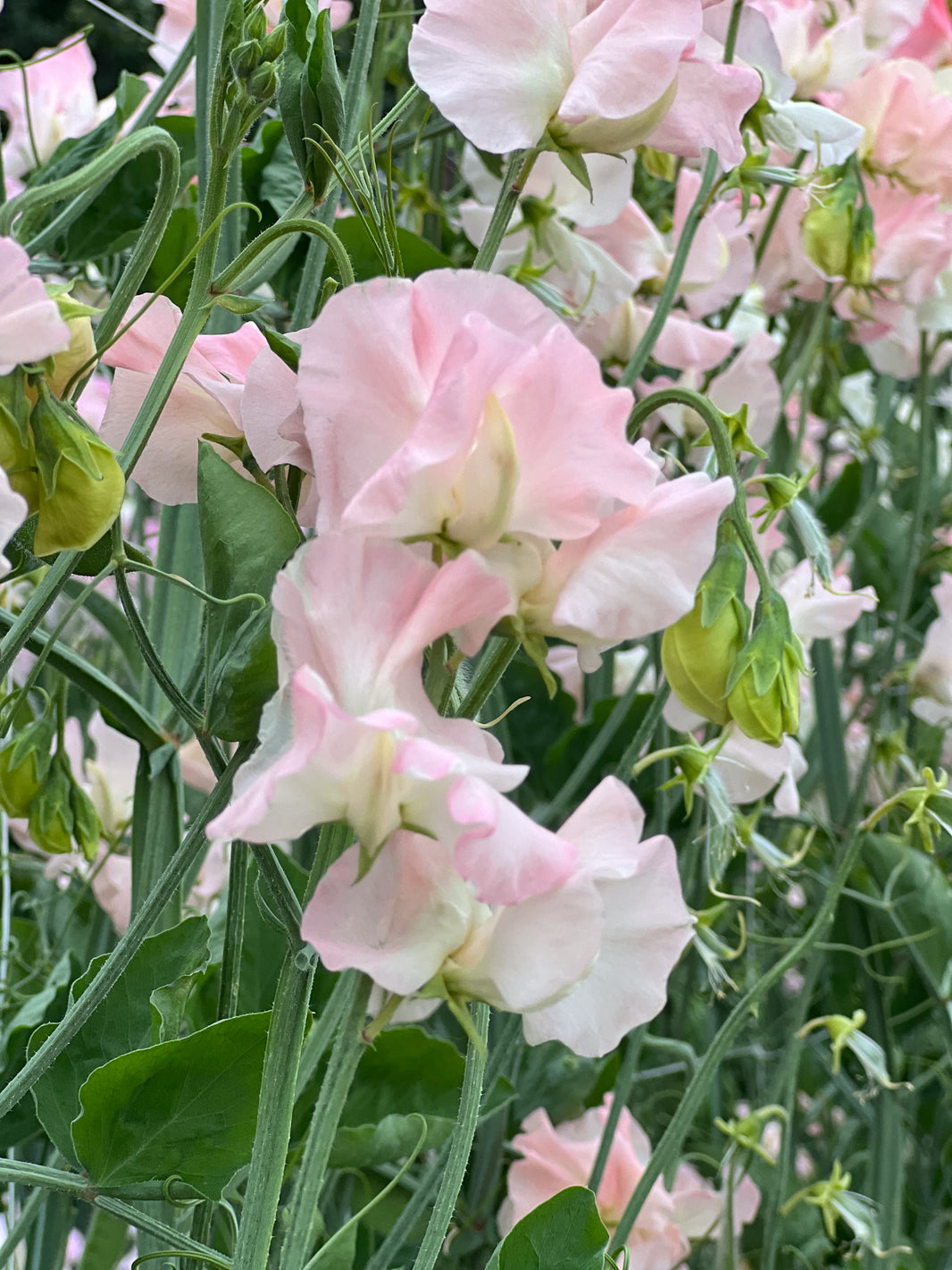Sweet Peas – Fraiche Flower Farm